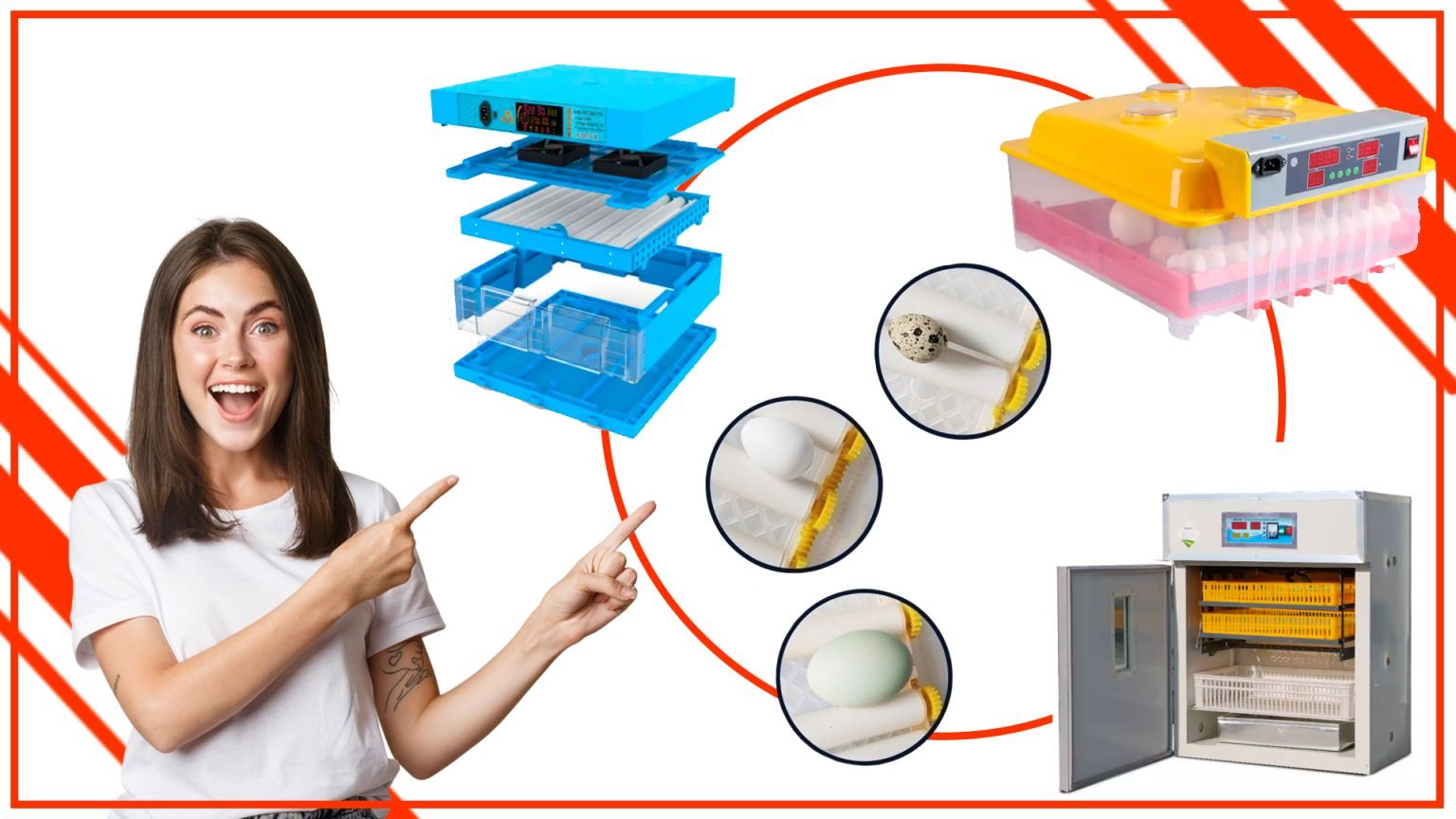 Cómo utilizar una incubadora de huevos profesional para criar pollos en Chile ️ ️