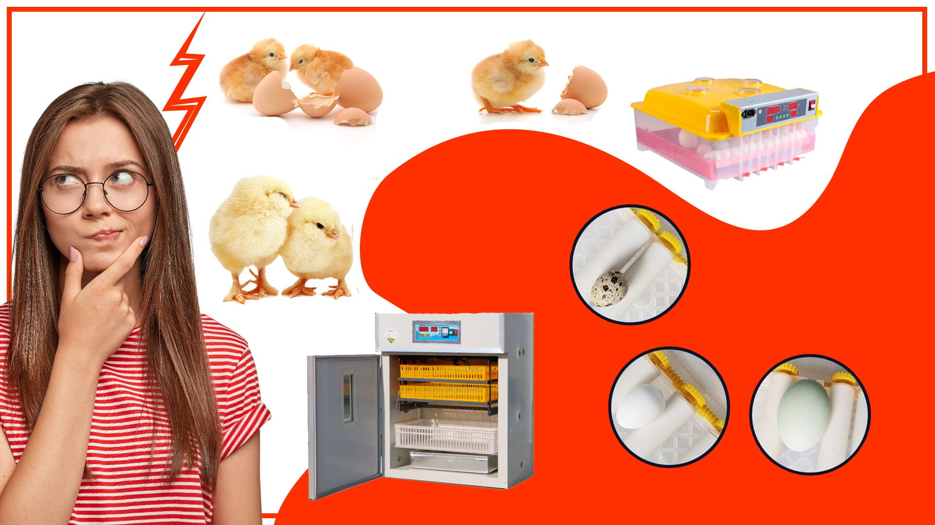 Los accesorios para incubar huevos y su impacto en la producción de ...