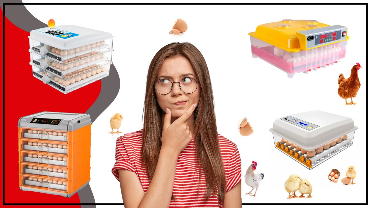 Todo lo que necesitas saber sobre Incubadoras de Pollitos ️ ️